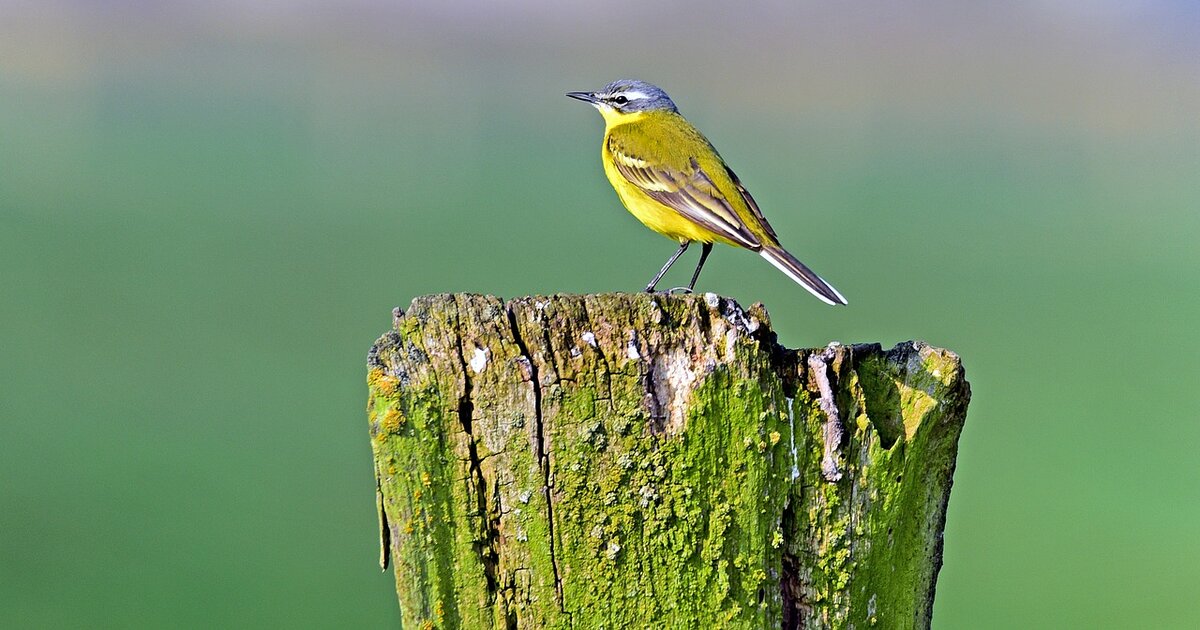 In de Bollenstreek: werkgroep Gebiedsgerichte Samenwerking op bezoek ...