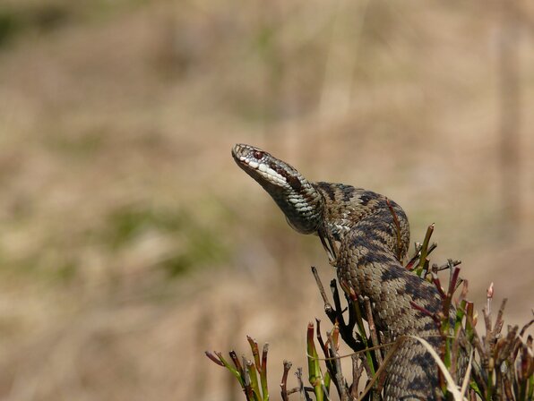 Thema's | Deltaplan Biodiversiteitsherstel