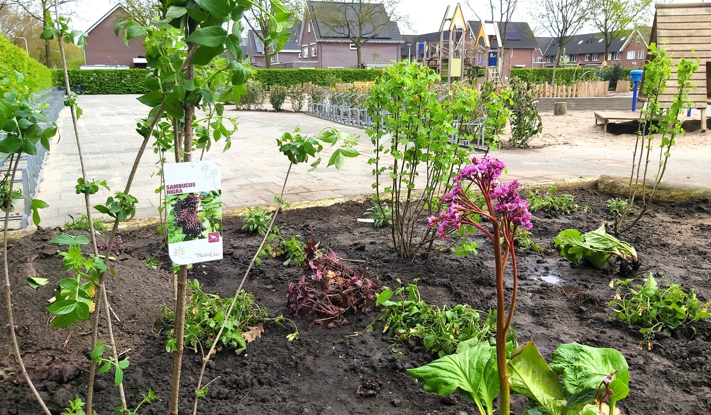 Innovatiefonds project Prachtlint Staphorst verbindt mens en natuur met ...